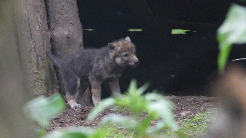 Six pack: Highland Wildlife Park shows off its wolf haul - BBC News
