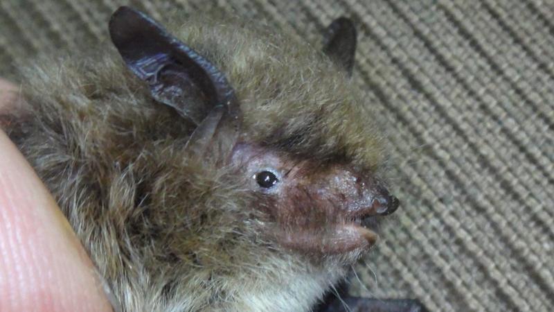 Longleat home to 14 bat species - study reveals - BBC News