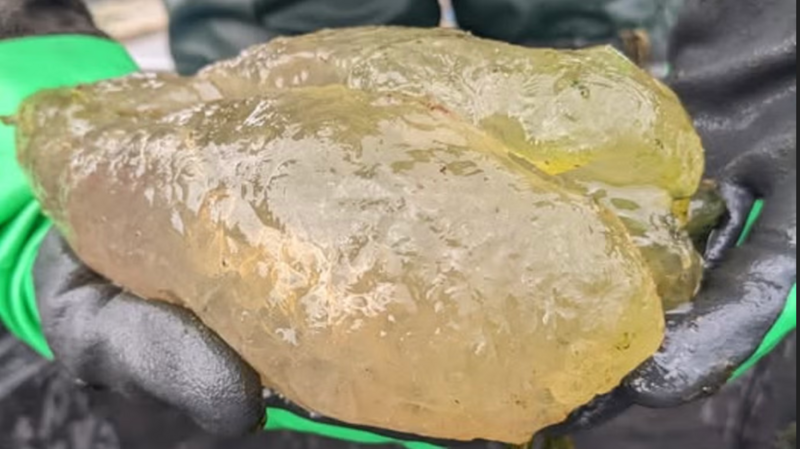 Magnificent bryozoan: What are the giant blobs floating in US waters ...