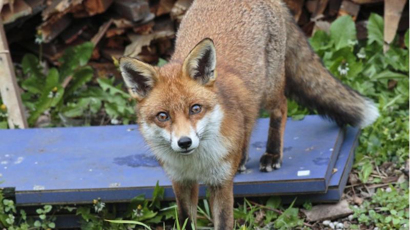 Urban foxes are evolving to live in towns and cities - BBC Newsround