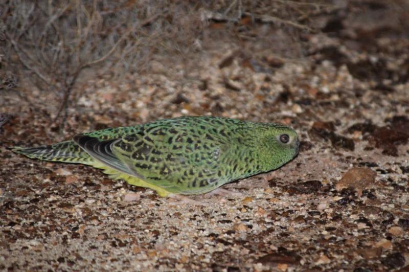 Rare night parrots discovered in Australia - BBC Newsround