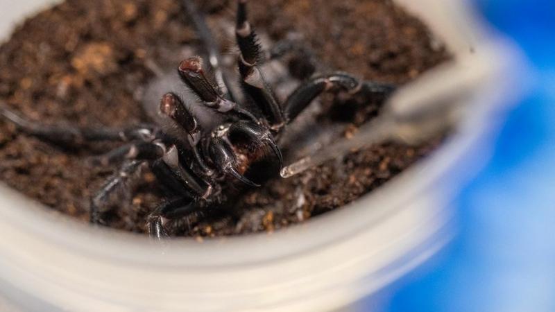 Meet Hercules, the biggest deadly Sydney funnel-web male spider ever ...