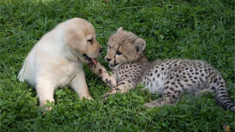 Cute cheetah cub and puppy are best friends says zoo - BBC Newsround