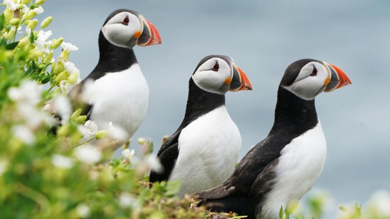Alderney puffin webcam goes live for breeding season - BBC News