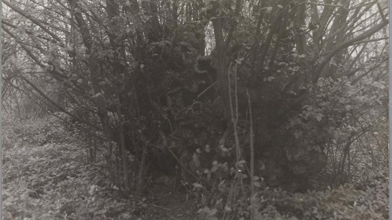 Body in the tree murder explored in BBC Sounds podcast - BBC News