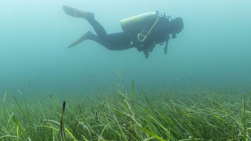 Largest UK seagrass restoration project to end after five years - BBC News