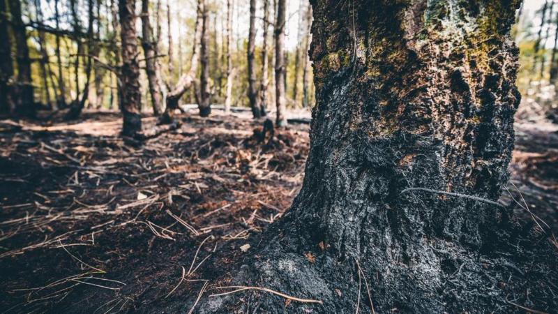 Delamere Forest: Firefighters tackle 'deep-seated' blaze - BBC News