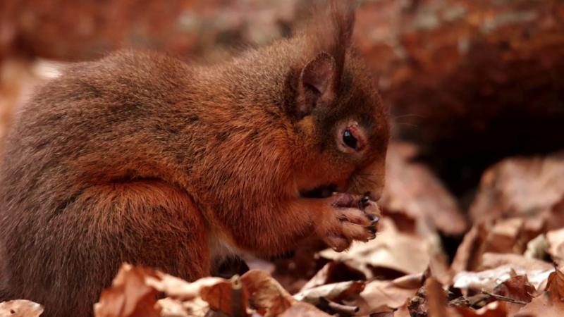 Red squirrels: Vaccine call to save animal from killer pox - BBC News