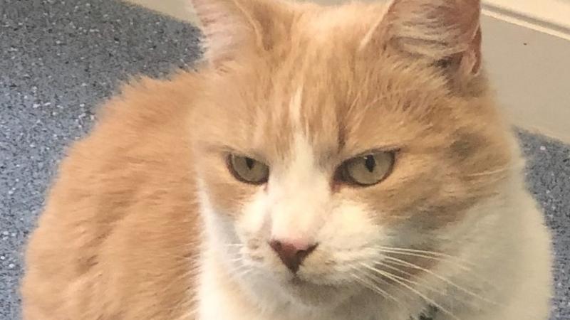 'King of Ruddington' Wilbur the cat stars in charity calendar - BBC News