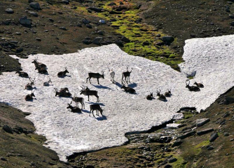 Cool and the gang: Reindeer gather on snow patch on hot day - BBC News