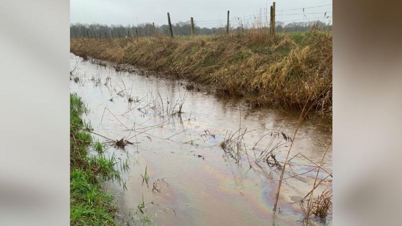 Study aims to improve Norfolk chalk stream's condition - BBC News
