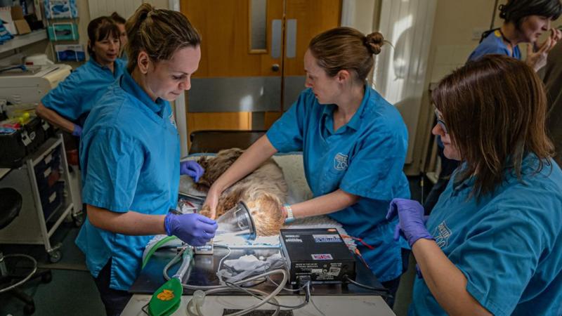 Chester Zoo sloth has dental surgery to cure toothache - BBC News