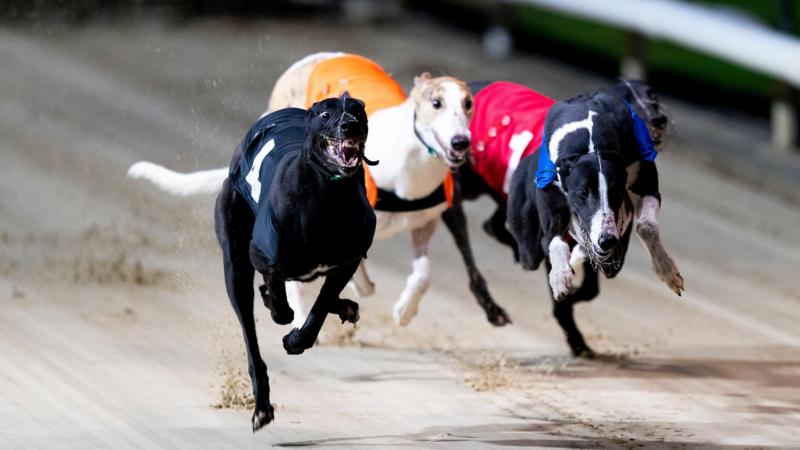 The Towcester greyhound race with a £175k winning prize - BBC News