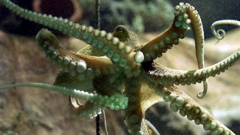 Future rare octopus blooms 'likely' in UK seas - BBC News