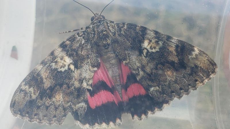 Norfolk Snout moth believed extinct a 'phenomenal' find - BBC News