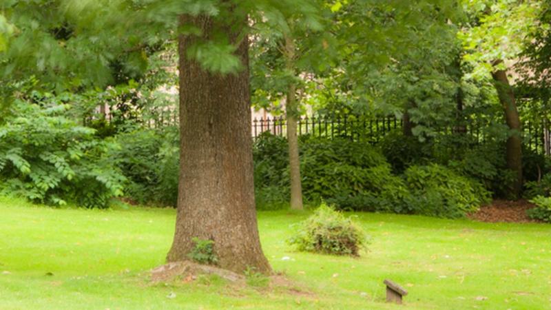 HS2 route Cubbington pear is 2015 'Tree of the Year' - BBC News