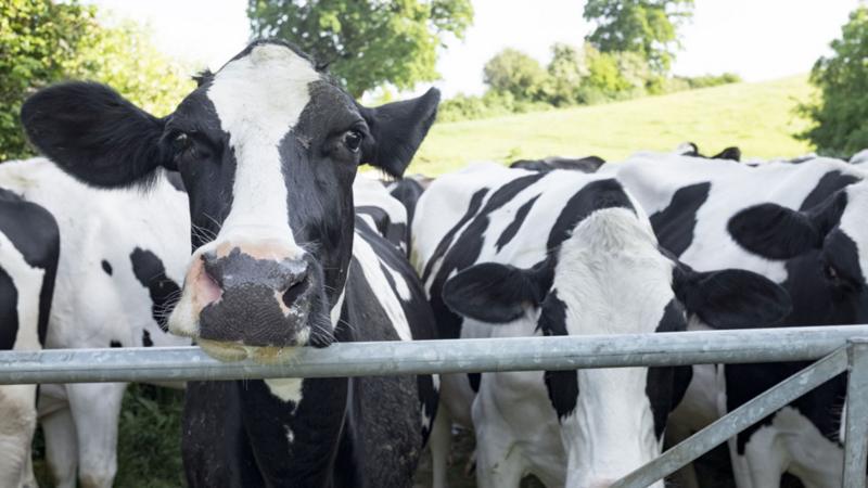 'Mad cow disease': What is BSE? - BBC News