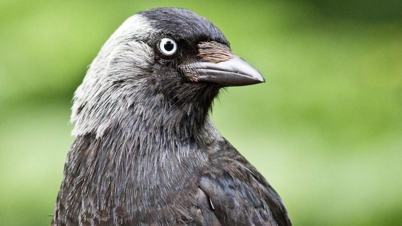 Swearing parrots moved enclosures to help stop their bad language - BBC ...