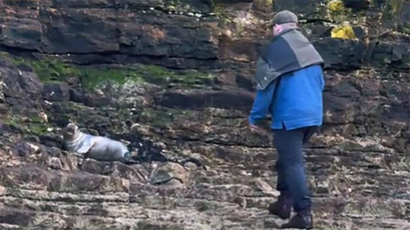 Rescuers' warning as man seen taking seal selfies - BBC News