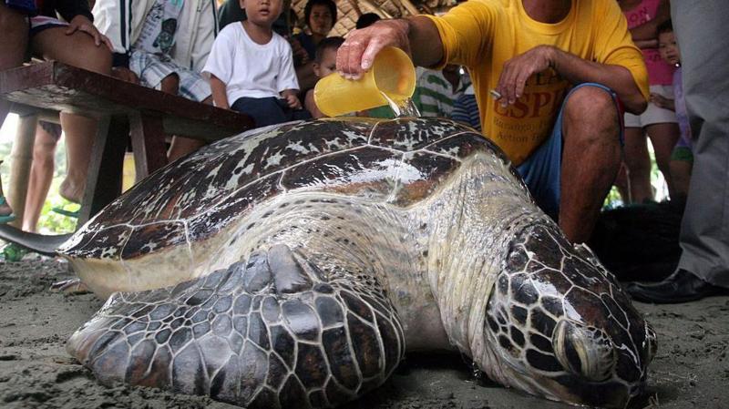 Green turtle bounces back from brink in conservation 'win' - BBC News