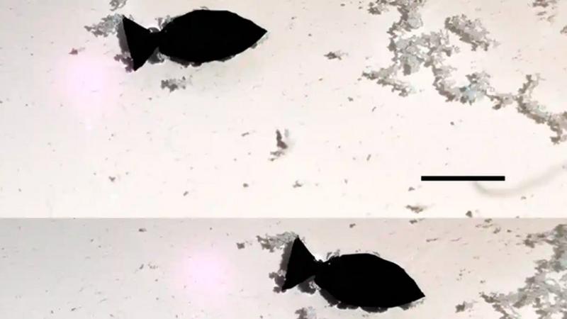 Robot fish at Sichuan University eat up microplastics in water - BBC ...
