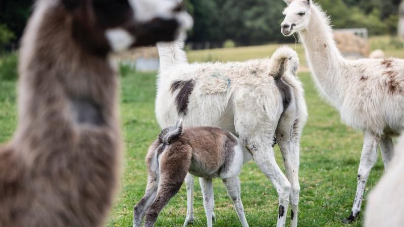 Covid: Immune therapy from llamas shows promise - BBC News