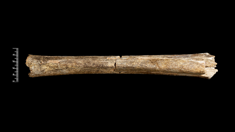 Fossils: What England's discoveries have told us about our past - BBC News