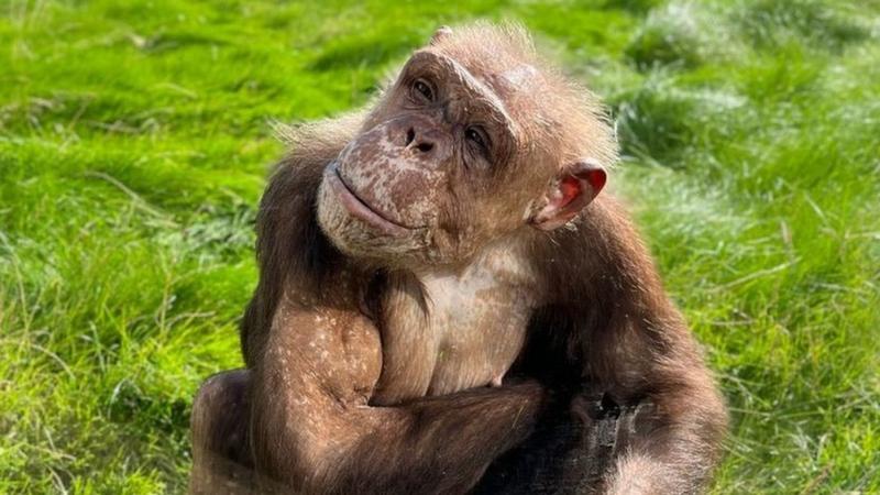 Chimpanzees - BBC News