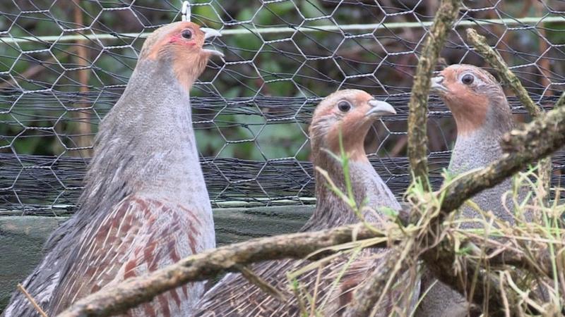 Childhood memory inspires return of grey partridge to NI - BBC News