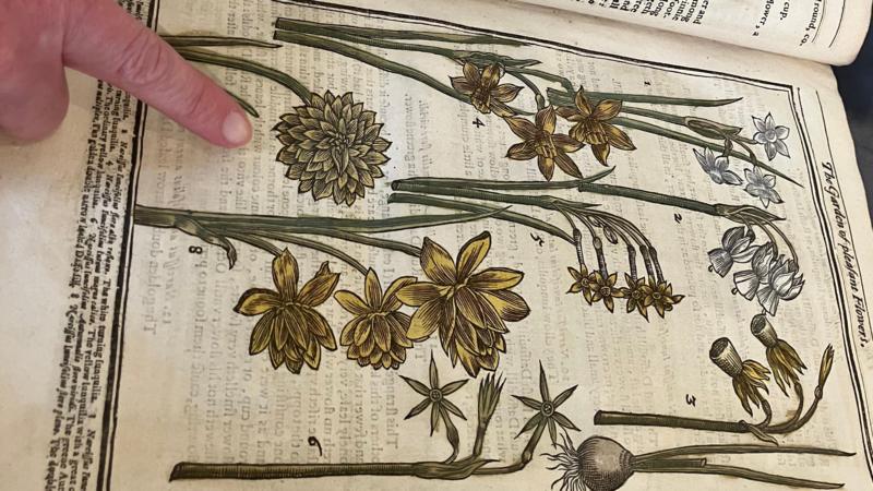 Daffodil hunt: The search for rare flowers lost from history - BBC News