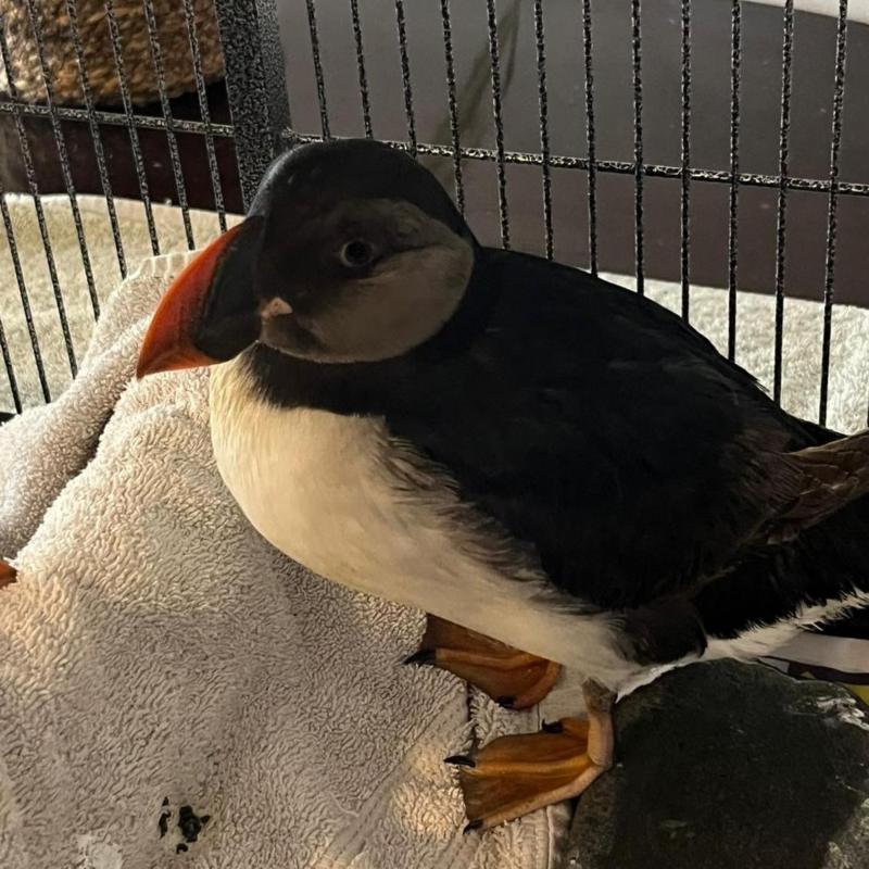 Exhausted puffins washing up on Cornwall beaches after storms - BBC News