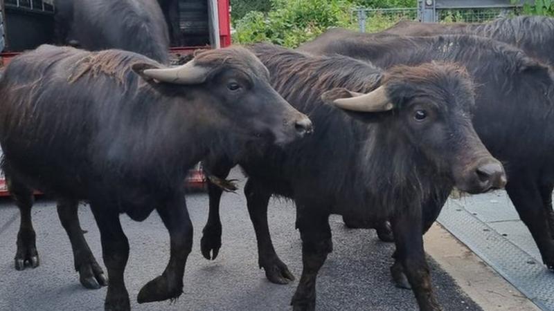 Water buffalo boost wildlife at Hertfordshire nature reserve - BBC News