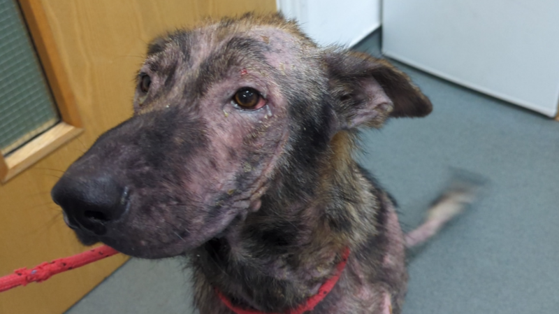 Ban for Hull man who left German shepherd Simba 'looking like a hyena ...