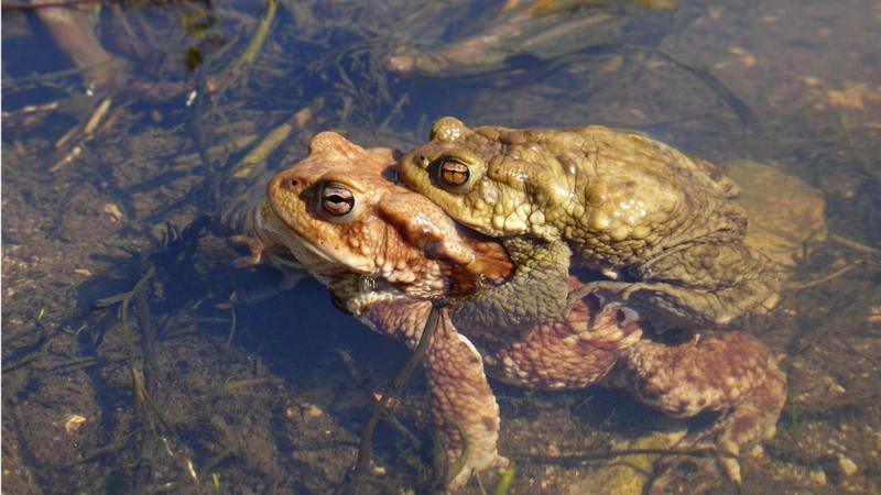 Toad numbers fall by two-thirds in 30 years - BBC News