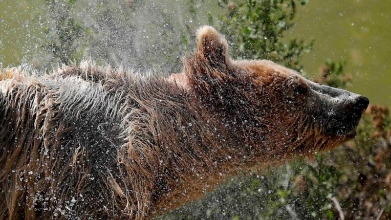 Polar bear taken in at Jimmy Doherty's zoo in Suffolk - BBC News