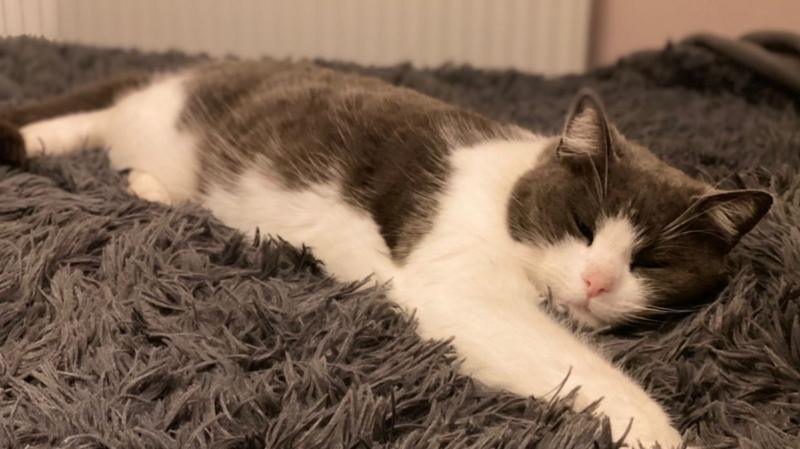 Enfield bridge named after 'legendary' cat Barney - BBC News