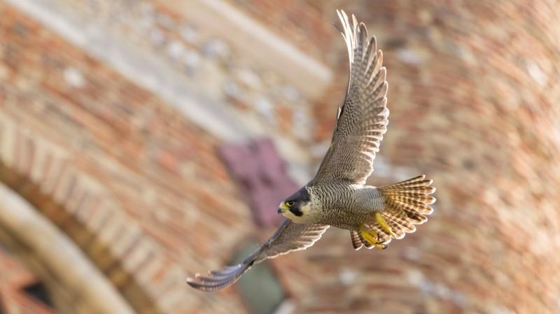 New cameras for St Albans Cathedral's peregrine falcon live stream ...