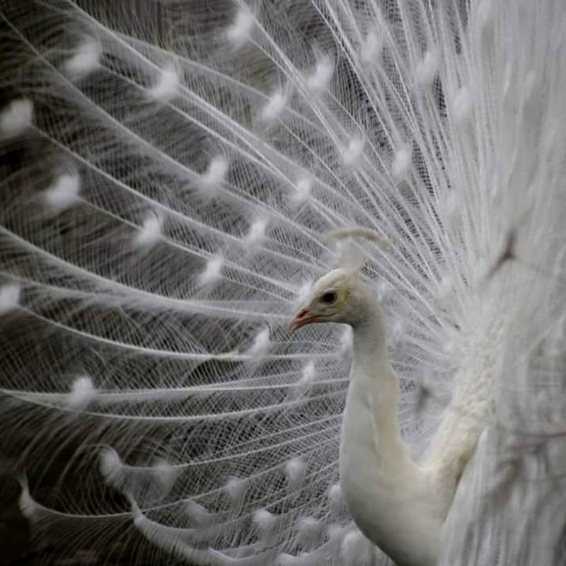 Your pictures of Scotland: 3 - 10 May - BBC News