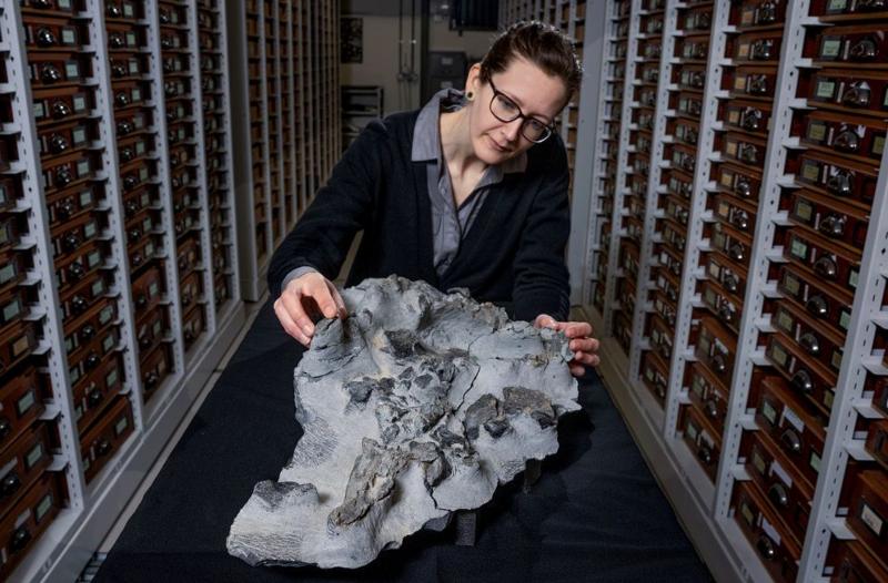 Jurassic fossil is most complete dinosaur ever found in Scotland - BBC ...