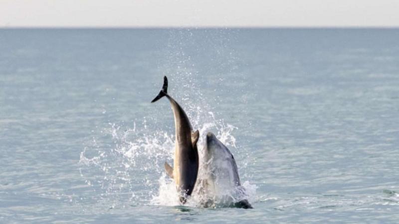 New Quay: Bottlenose dolphins spotted killing dolphin calf - BBC News