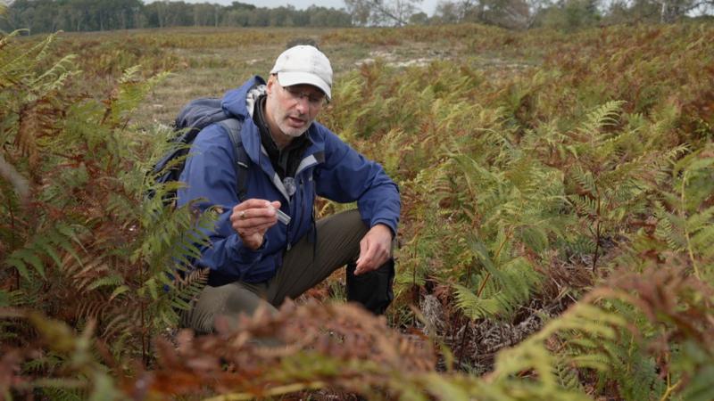 How wildlife in New Forest returns after heathland fire destruction ...