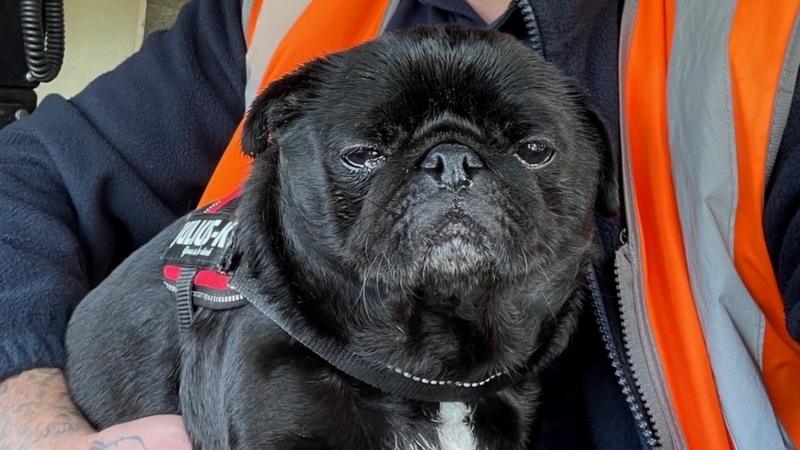 Dogs - BBC News