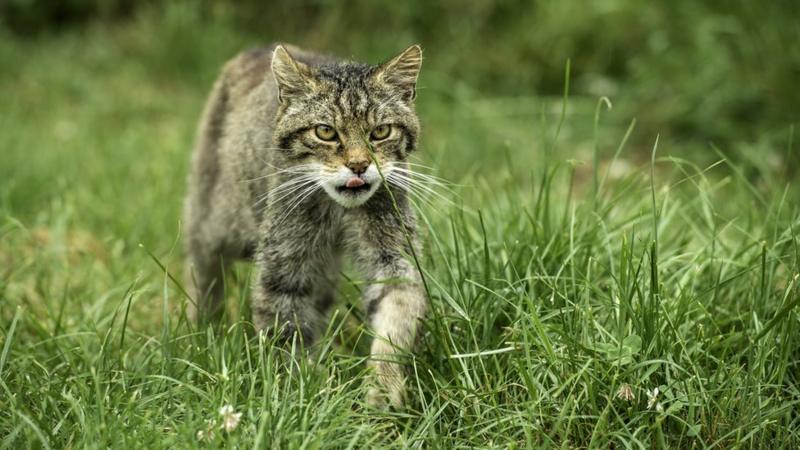 Scottish wildcats are at risk of extinction, research finds - BBC Newsround