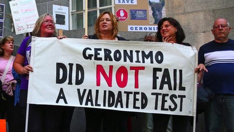 Geronimo the alpaca: Who is he and why did he hit the headlines? - BBC News