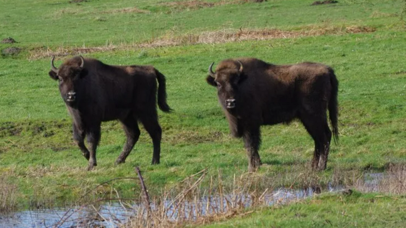 Bison: UK's only free-roaming herd doubles in size in Kent woods - BBC News