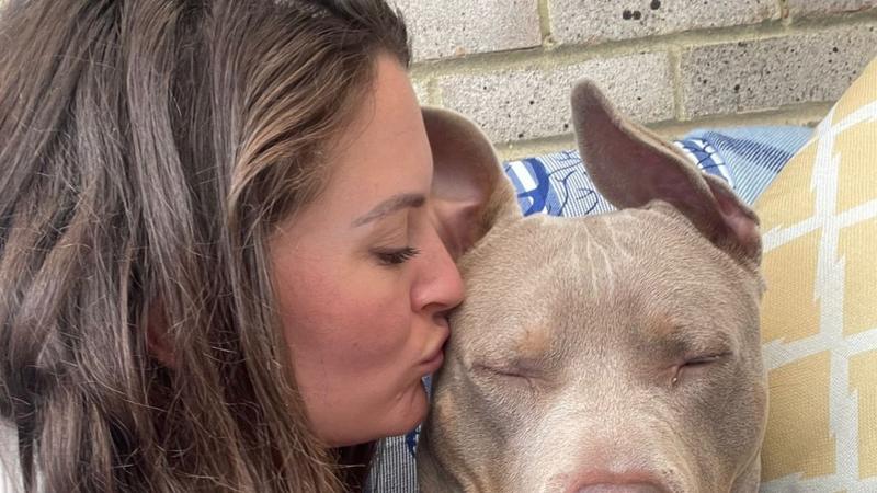 American XL bully: Campaigners lose High Court challenge - BBC News