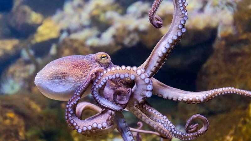 Octopus boom in UK waters - BBC Newsround