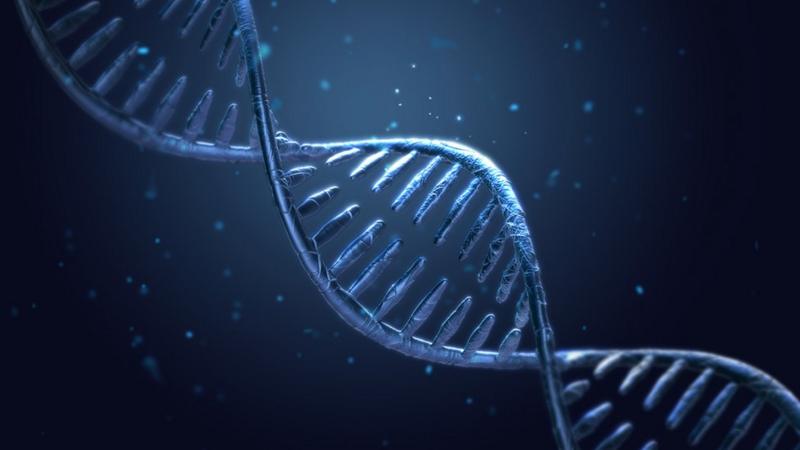 Genetically modified animals - BBC News