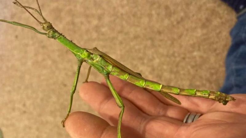Natural History Museum confirms stick insect is male and female - BBC News