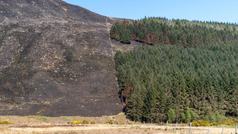 'Arran wildfire sent 10 years of work up in flames' - BBC News
